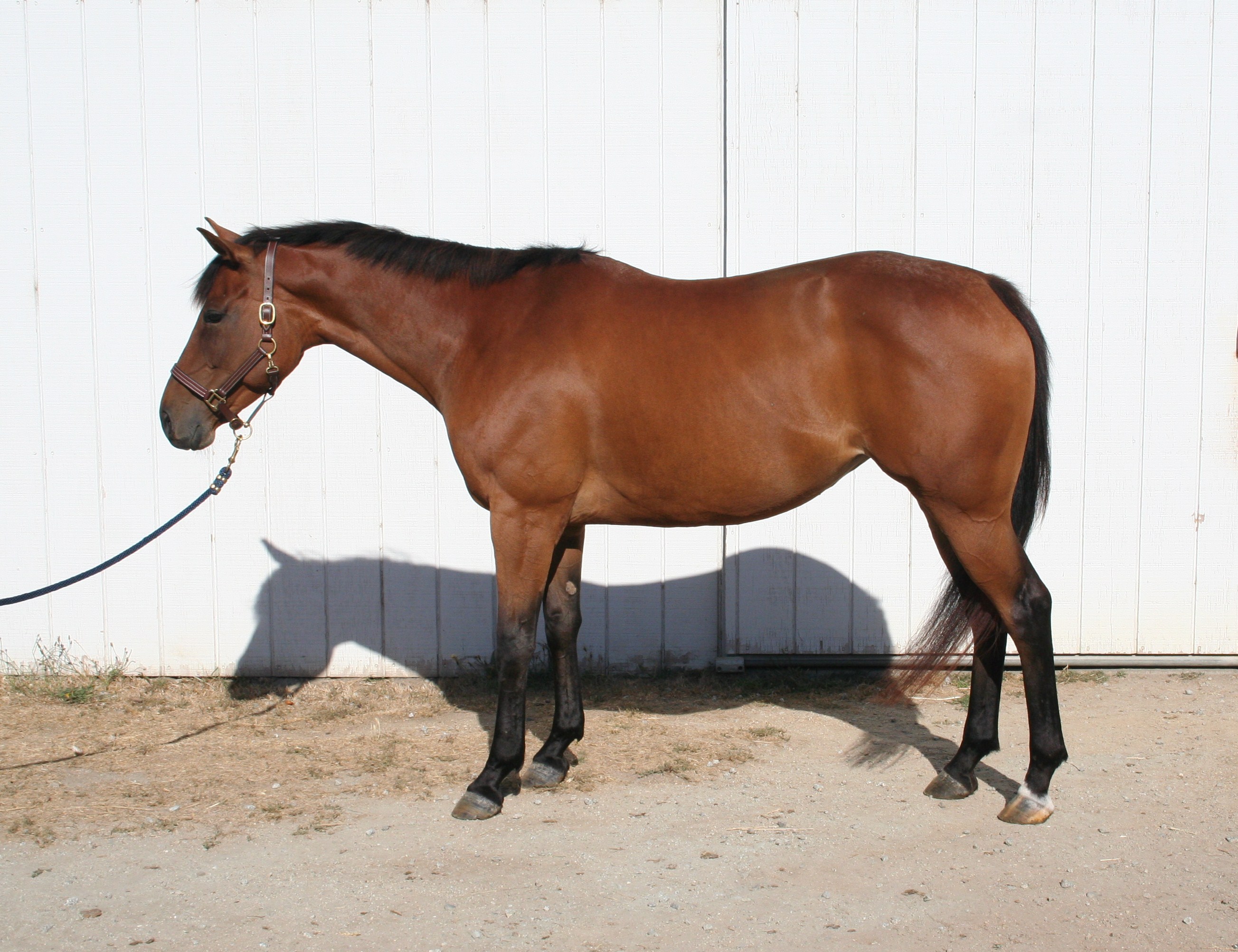 Welsh Pony Thoroughbred Cross at Martin Loya blog